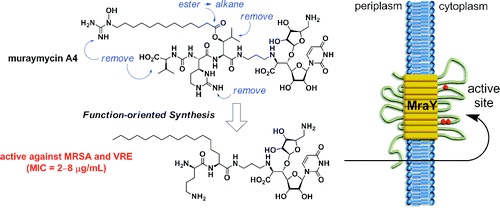 2011 | 研究業績 | 創薬科学研究教育センター 有機合成医薬学部門 | 北海道大学大学院 薬学研究院