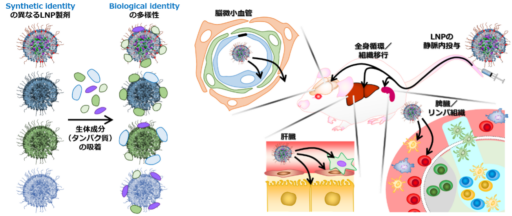 新規材料設計を基軸としたin vivo高分子送達システムの開発 – 薬剤分子設計学研究室